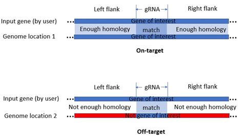 CRISPR GRNA Guide RNA Design Tool For Eukaryotic Pathogens