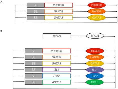 Core Regulatory Circuitries Of Transcription Factors Defining The