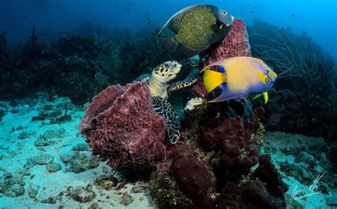 Roatan Turtle Rscuba