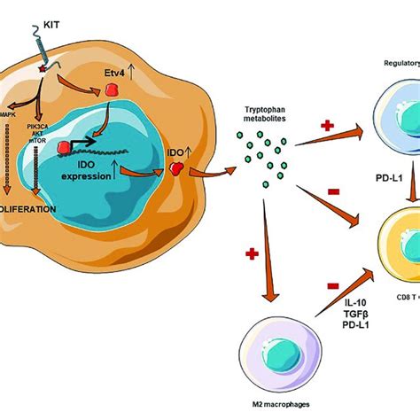 Immunosuppressive Microenvironment In Gist Is Mediated By Ido And M2 Download Scientific