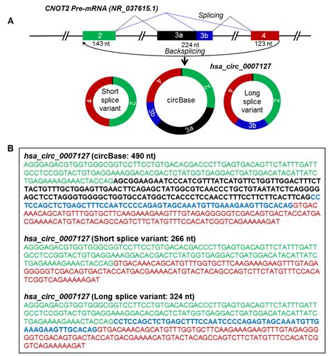 IJMS Free Full Text Rolling Circle CDNA Synthesis Uncovers Circular
