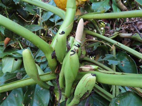 Syngonium Macrophyllum Ecos Del Bosque