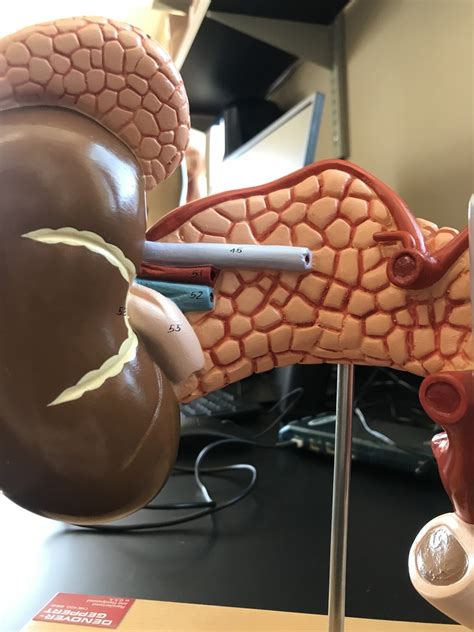 Internal Organs Model Part 7 Diagram Quizlet