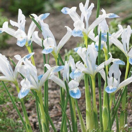 Iris Frozen Planet Bulbs