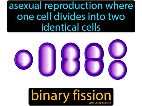 Binary Fission Definition Asexual Reproduction Where One Cell Divides