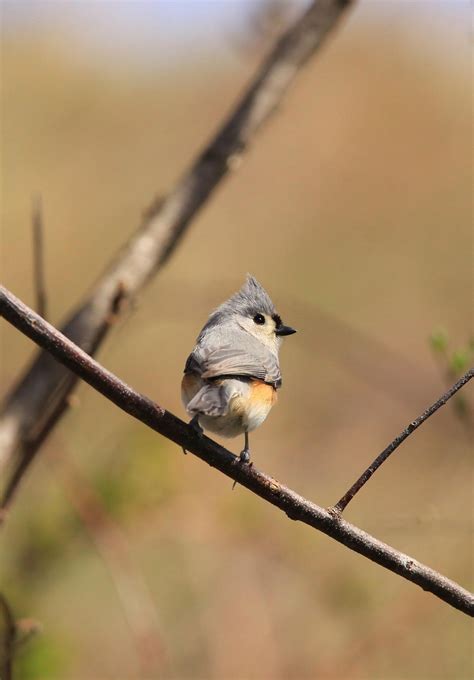 Bird Tufted Titmouse Feathers Free Photo On Pixabay