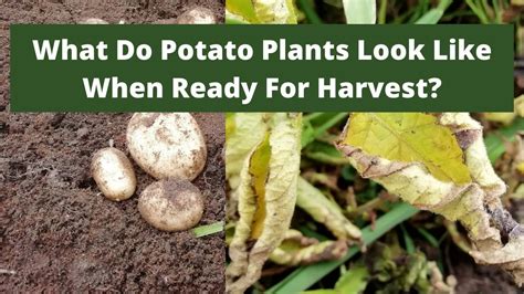 How To Tell If Potatoes Are Ready To Dig At Jose Caceres Blog
