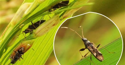 ស្រឹងជញ្ជក់ទឹកដោះ Rice Bug