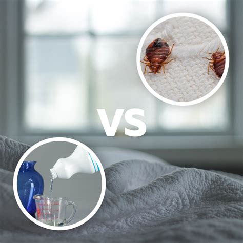 Will Clorox Kill Bed Bugs