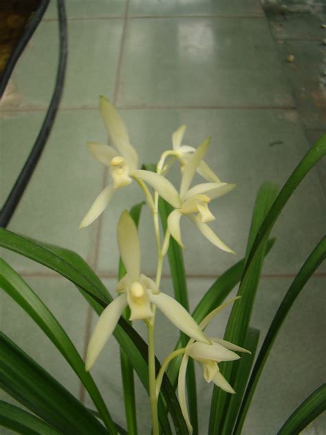 達摩蘭園 Da Mo Orchids 又見 青山玉泉開花