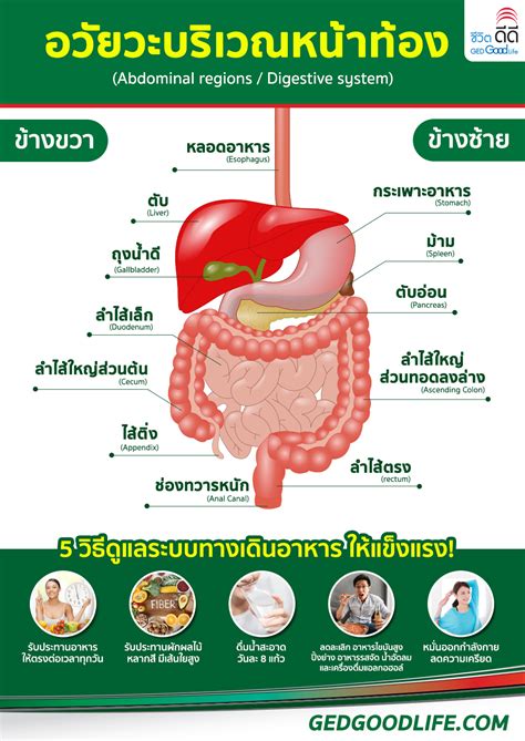 อวัยวะบริเวณหน้าท้อง มีอะไรบ้าง และ 5 วิธีดูแลระบบทางเดินอาหารให้สุขภาพดี