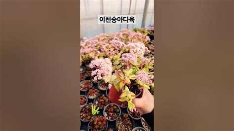 썬스타이천승아다육😘온라인 다육판매😎01031872821 간편한 문자주문 빠른배송 친절한 전화상담 5만원이상 무료배송