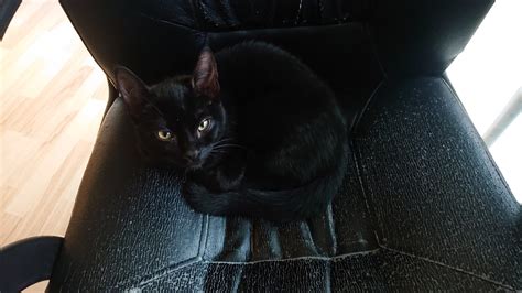 Anyone Else Facing This Keyboard Problem Chat About Zorin Zorin Forum