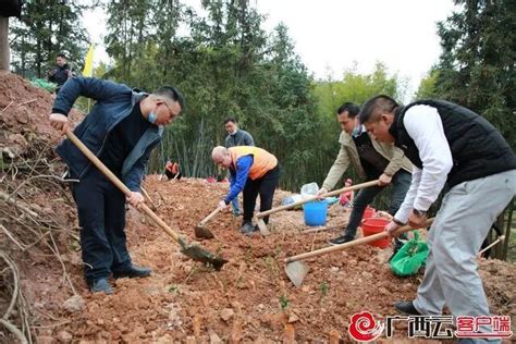 春耕时节种茶忙 扩大规模助力乡村振兴 茶叶新闻 山崖茶谈