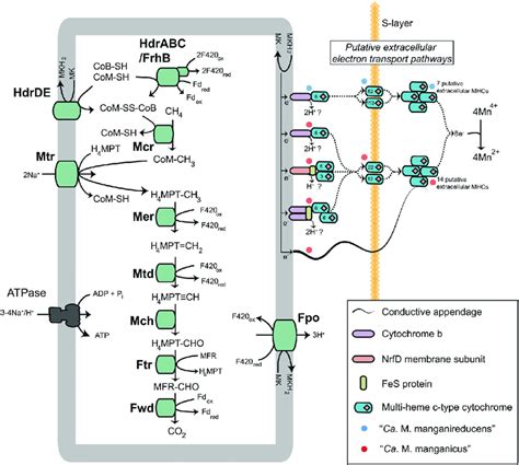 Metabolic Construction Of The Putative Pathway For Aom Coupled To