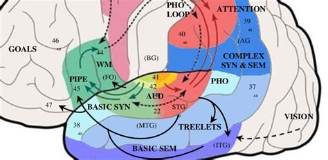 Dual Auditory Processing Model Extended By The Syntactic And Semantic