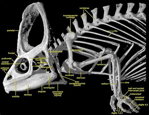 Veiled Chameleon Skeleton Anatomy Chameleon Anatomy Chameleon