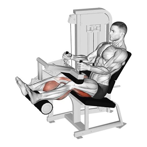 Leg Extension Vs Leg Curl Differences And Similarities Explained