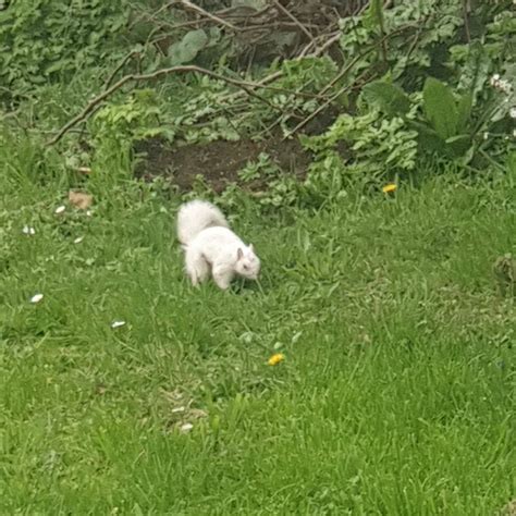 Snow White Squirrel Uk Thriftyfun