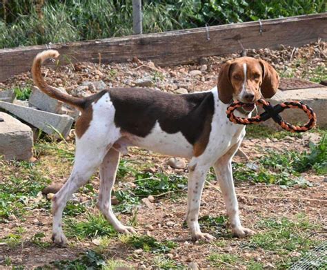 toby 2 year old male hound cross pointer available for adoption
