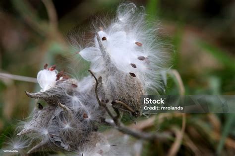 Polong Biji Milkweed Meledak Terbuka Foto Stok Unduh Gambar Sekarang Katun Kupu Kupu Raja