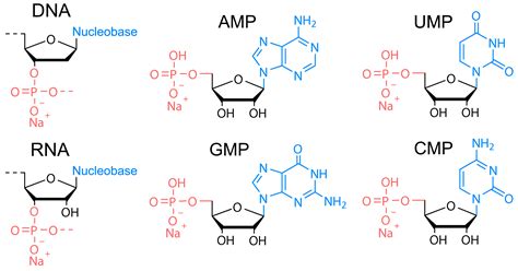 Fluorescent Nanoparticles Synthesized From Dna Rna And Nucleotides
