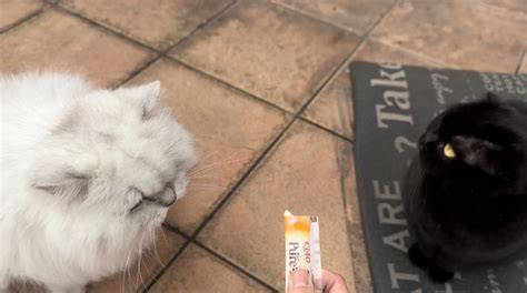 溝口育江 公式ツイッター On Twitter Rt Tmzmjqahpgcd9y4 お庭で 至福のちゅ〜るタイム