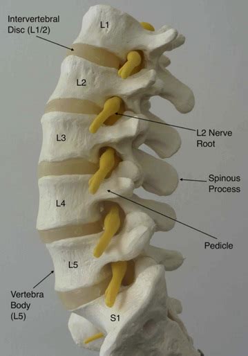 Lumbar Vertebrae L1 L5 Lumbar Spine Anatomy Diagram And Function Nxvrgk