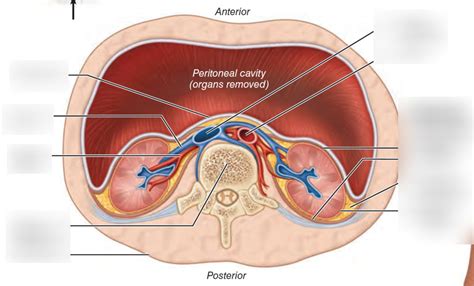 Transverse Cross Section Diagram Quizlet