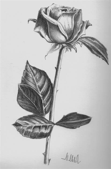 Pencil Sketch Of Rose Flower At Explore Collection