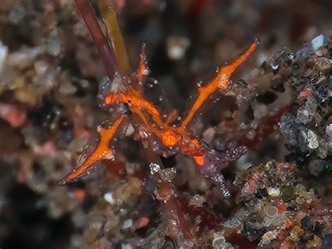 Hermaea Sp 08 Nudibranch Domain