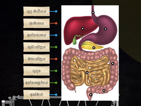 ආහාර ජීර්ණ පද්ධතිය [මලීන් චමිකර] Labelled Diagram