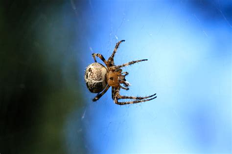 매크로 거미 클로즈업 사진입니다 거미는 거미줄을 치 게 되죠 Araneus 근접 거미줄에 앉아 있다 반짝임에 Araneus