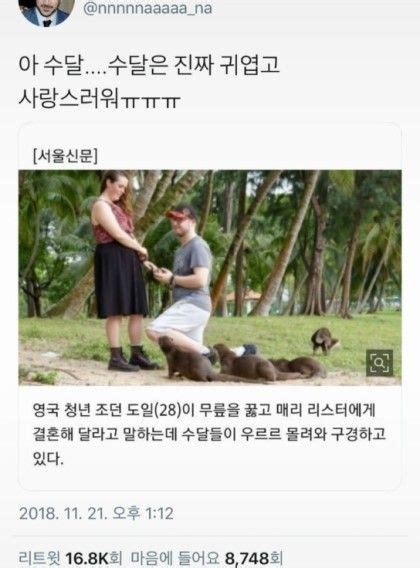 커여운 트위터 동물 짤 모음 네이버 블로그 Funny Animals Funny Memes Amazing Stories