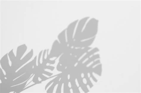 Premium PSD Shadows Tropic Monstera Leaves On A White Wall Shadow