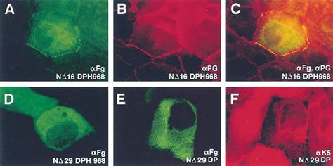 DSP Gene Semantic Scholar