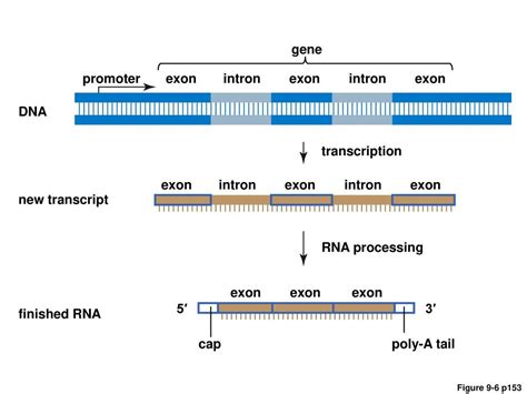 Chapter 9 From Dna To Protein Ppt Download