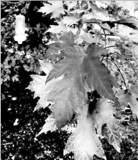 Histogram Matching Towards Data Science