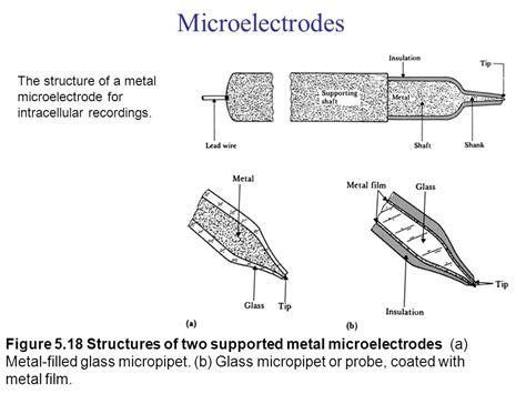 Chapter Webster Biopotential Electrodes Ppt Video Online Download
