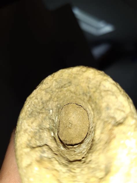 Isnt This The Strangest Looking Fossil What Is It R Fossils