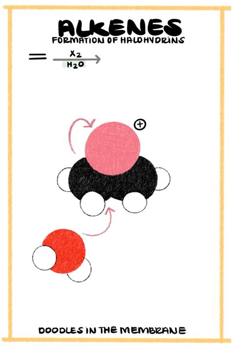 Formation Of Halohydrins Organic Chemistry Reaction Animation Doodles In The Membrane Artofit