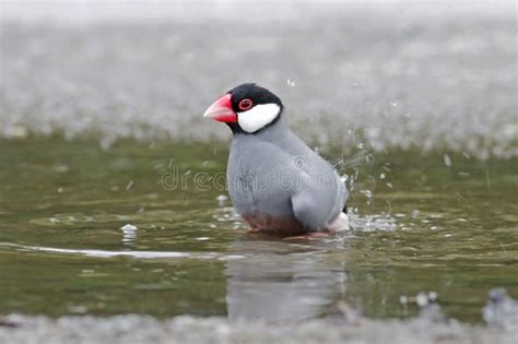Java Sparrow Java Finch Lonchura Oryzivora Cute Birds Of Thailand Stock