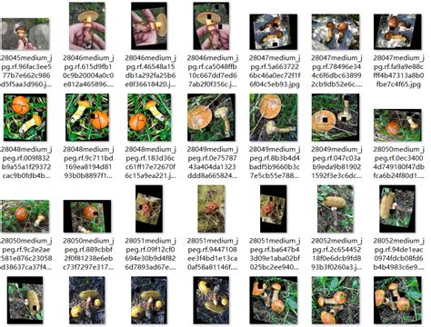 基于yolov10的蘑菇检测识别系统，支持图像、视频和摄像实时检测【pytorch框架、python源码】yolo识别平菇 Csdn博客