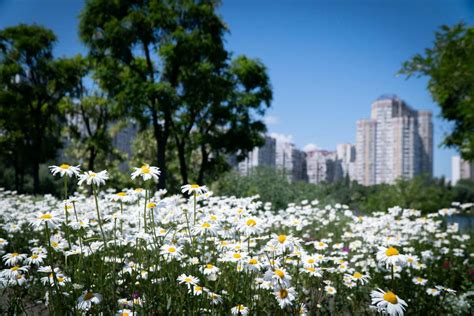 У Києві експериментують з декоративними квітами фото