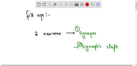 solved synapses are intersections where the axons of one neuron meet
