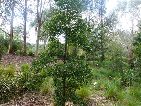 Doryphora Sassafras Sassafras Gardening With Angus