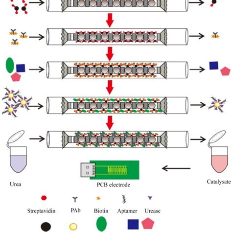 Schematic Of The Electrochemical Aptasensor For Rapid And Sensitive Download Scientific Diagram