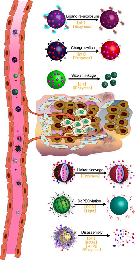 Tme Is A Complex And Dynamic Entity Ijn