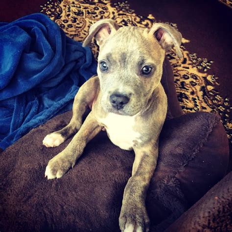 4 Week Old Pullets Rhomestead