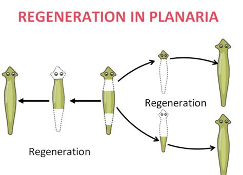 Difference Between Fragmentation And Regeneration